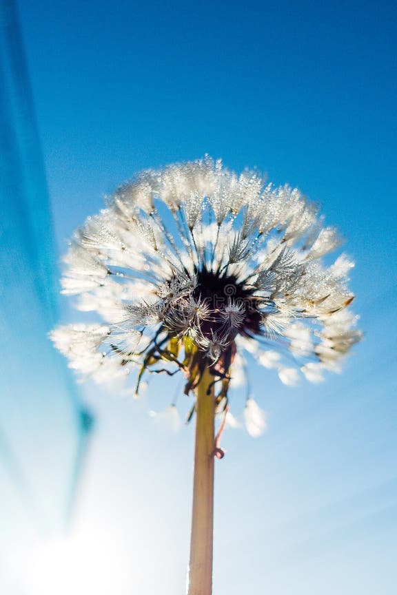Flower, Sky, Blue, Dandelion Stock Image - Image of dandelion, blue: 109933057
