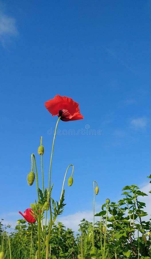 Flower, Sky, Ecosystem, Field Picture. Image: 128357233