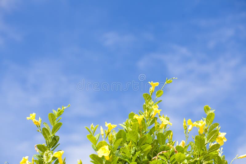 Flower with sky stock photo. Image of botany, color, herb - 58701774