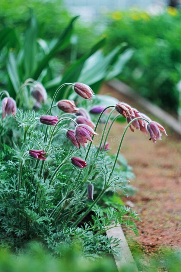 Flower of Sleep-grass, Dream Grass, Pasque-flower Stock Photo - Image ...