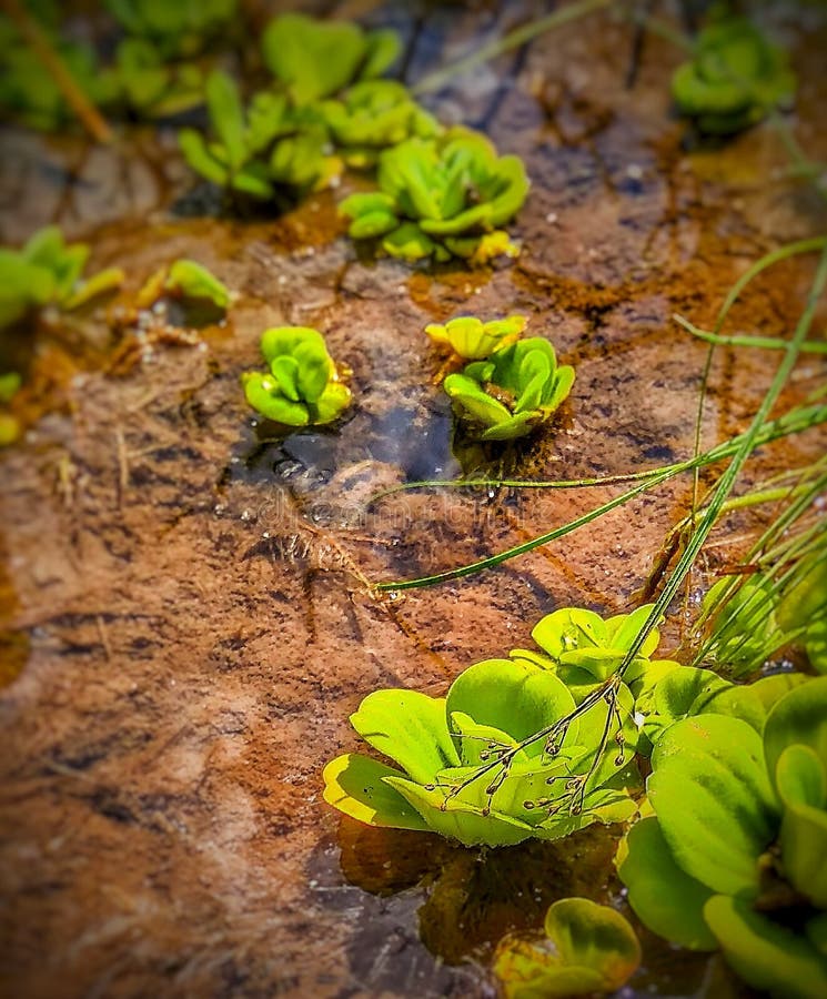 Flower of sludge stock image. Image of yellow, garden - 192287789
