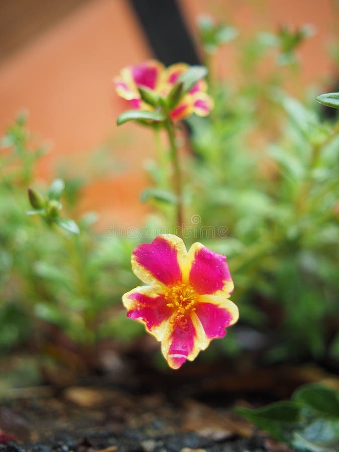 Flower Small in Garden after Rainy Freshness with Drop Splash on it ...