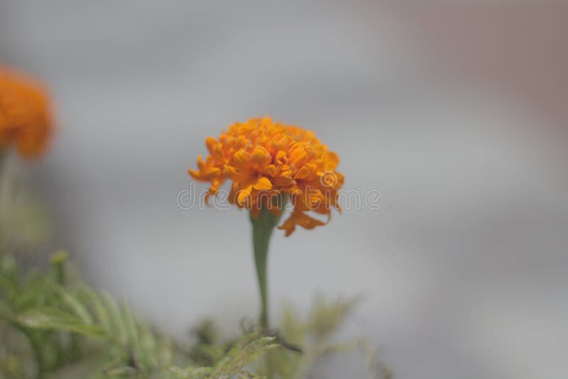 Flower stock photo. Image of bokeh, shallow, flower, field - 99084822