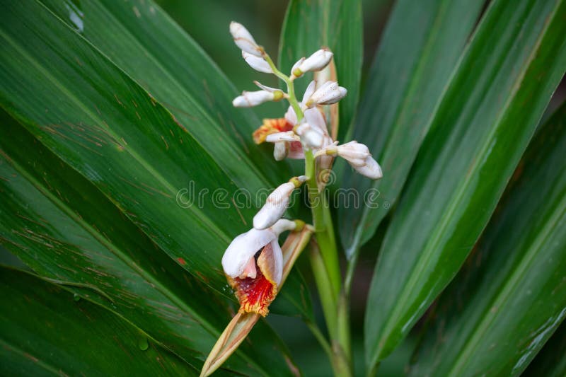 Flower of a Small Shell Ginger, Alpinia Mutica Stock Photo - Image of ...