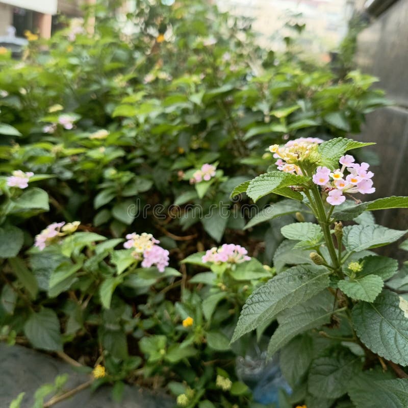 Flower small stock photo. Image of nature, leaf, green - 288033072