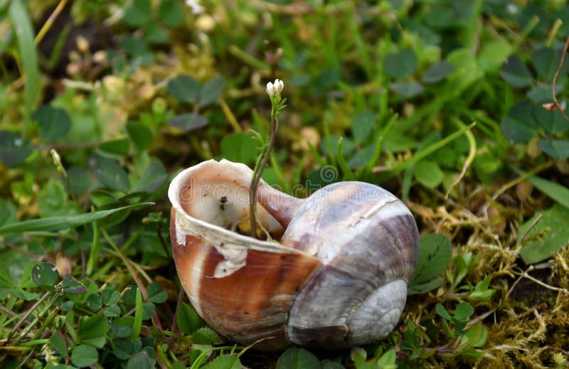 Flower in the Snail Shell, Nature Rejects the Void Stock Photo - Image ...