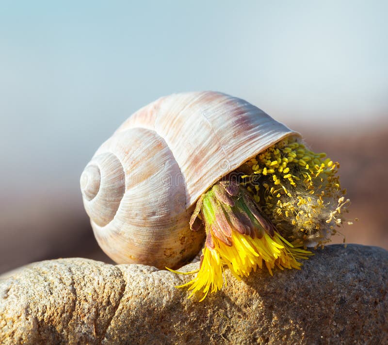 Flower in Snail Shell. Spring Background Concept Stock Image - Image of ...