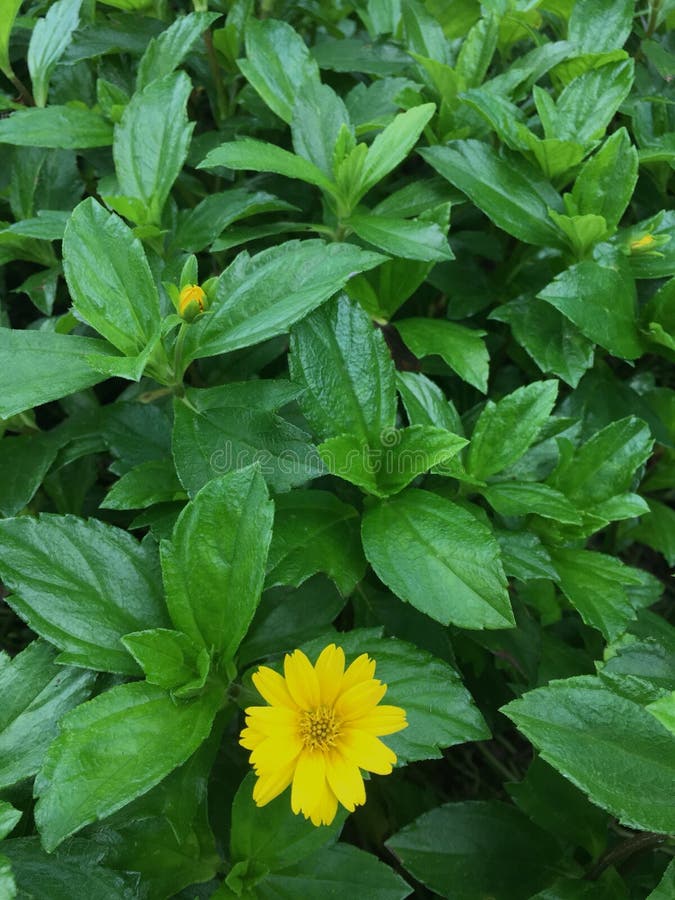 Flower snapping stock photo. Image of flower, model - 107726776