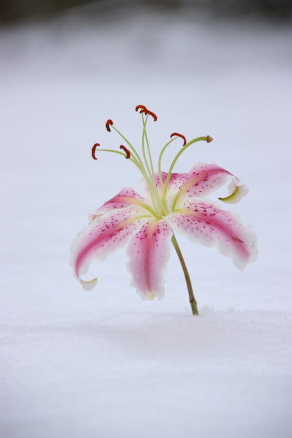 Flower in snow stock image. Image of cold, contrast, pink - 12486841