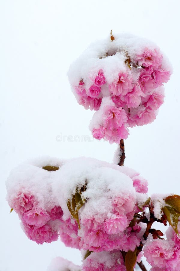 Flower and snow stock photo. Image of blooming, snowy - 30546768