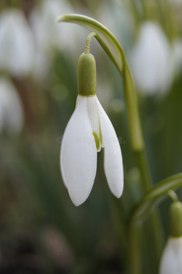 Flower Snowdrop, the First Flower of Spring Stock Photo - Image of ...