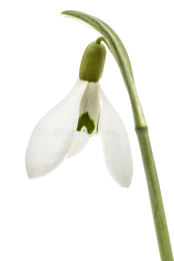 Flower of Snowdrop Isolated on White Background Stock Photo - Image of ...