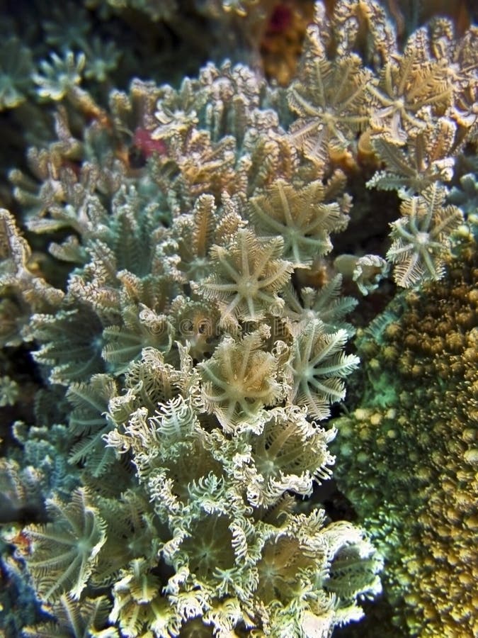Flower Soft Coral stock photo. Image of underwater, coral - 5372874