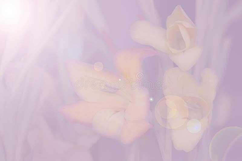 Soft Focus Flower Arrangement Stock Photo - Image of purple, fragrant ...