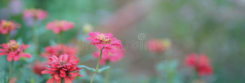 Flower Soft Focus with Some Sharp and Natural Blurred Background. Stock ...