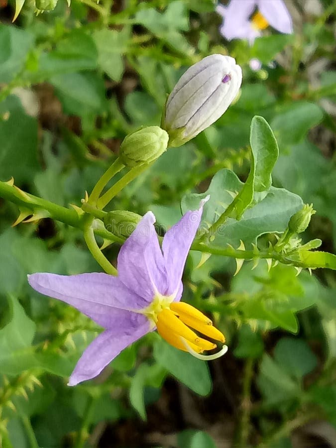 Solanum flowers hdr stock photo. Image of leaf, plant - 3022204