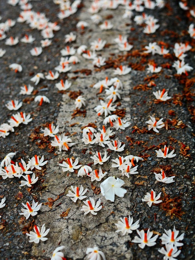 Flower stock photo. Image of island, colorful, pricen - 58153272