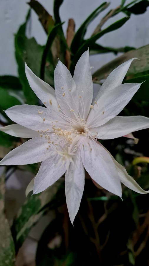 Flower Source of Good Fortune, Blooms at Night Stock Image - Image of ...