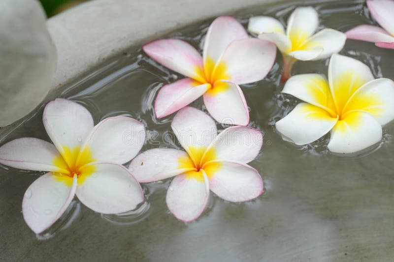 Flower spa stock photo. Image of clean, caribbean, fresh - 19060040