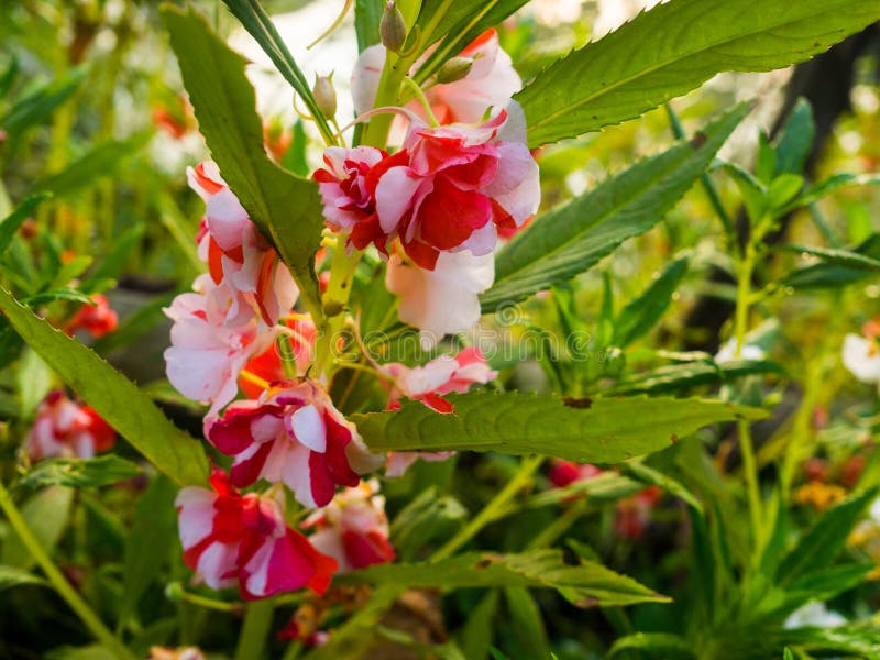 Flower Species of Balsam Plant Stock Image - Image of blossom, nature ...