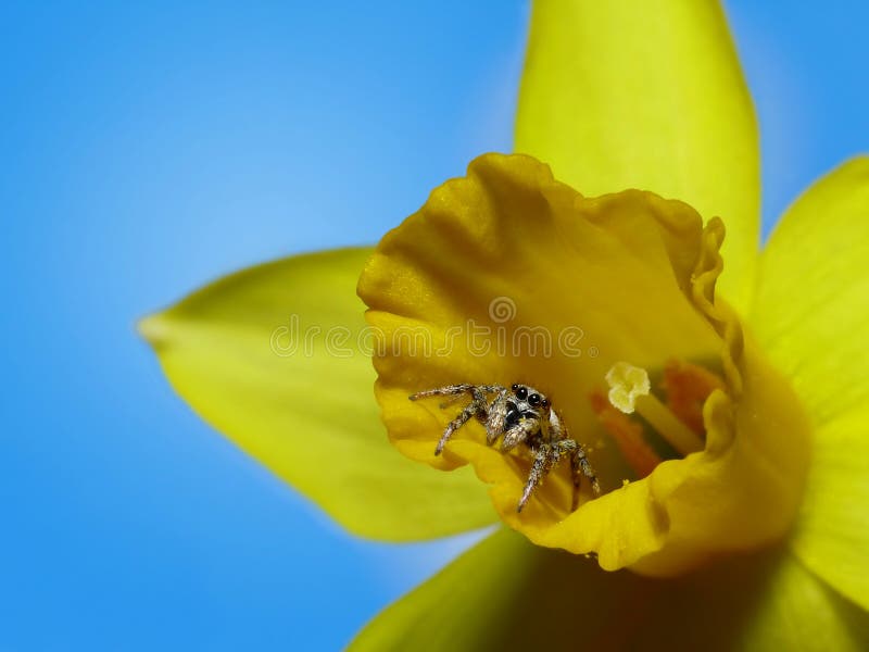 Flower spider stock photo. Image of yellow, pehlemann - 4480126