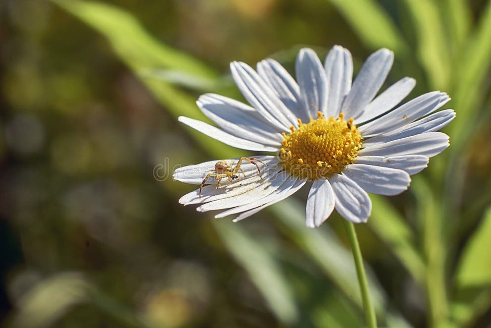 Flower Spider on a Daisy Flower Stock Image - Image of chamomile ...