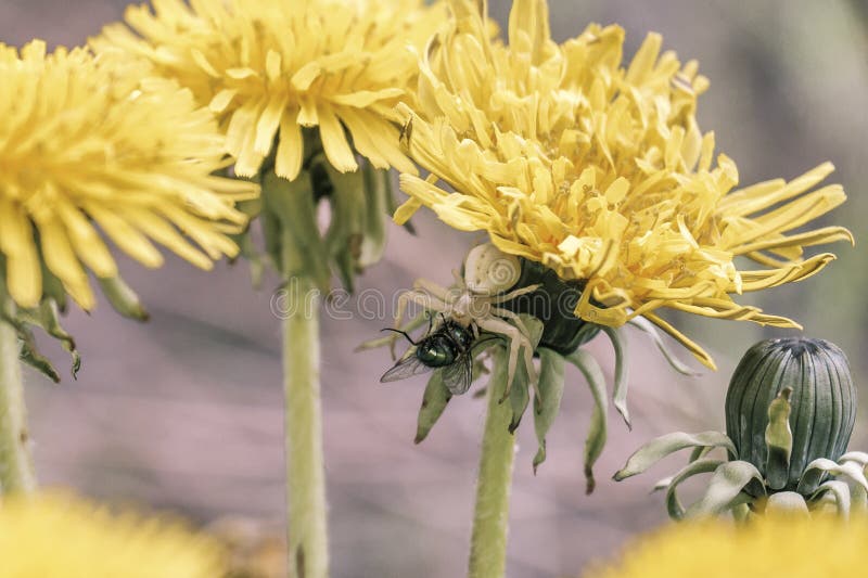 Flower spider stock photo. Image of food, hunter, insect - 79874700