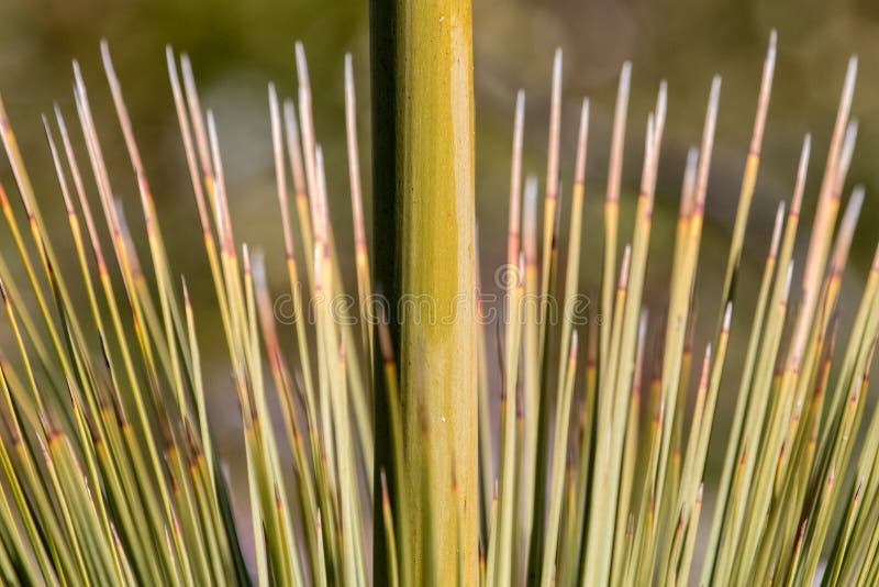 Grass Tree Flower spike stock photo. Image of spiky - 192835636