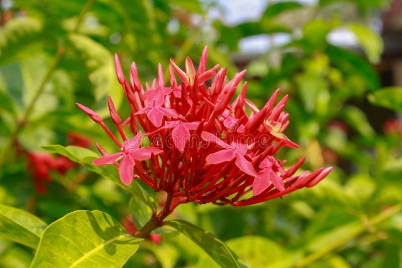 Flower spike stock image. Image of flower, india, floral - 73681519