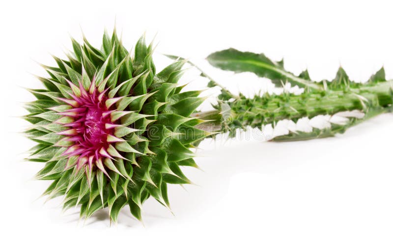 Pressed thistle stock image. Image of species, thistle - 78658307
