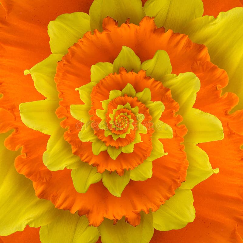 Flower Spiral stock image. Image of esque, unreal, impossible - 10891559