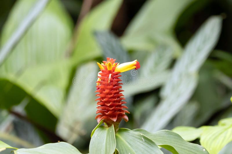 Flower the Spiral Ginger Costus Productus Stock Photo - Image of long ...