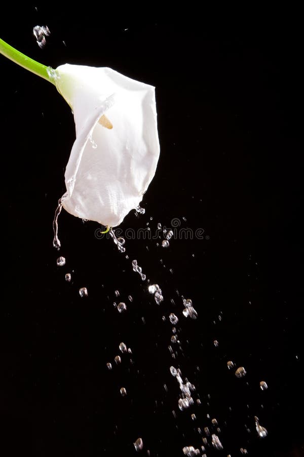 Flower and splash of water stock photo. Image of harmony - 8597846