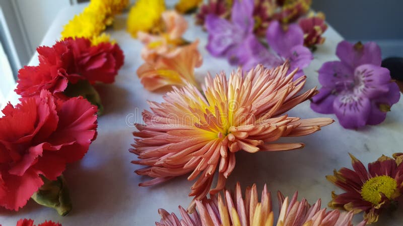 Flower spread stock photo. Image of stem, spring, purple - 94722504