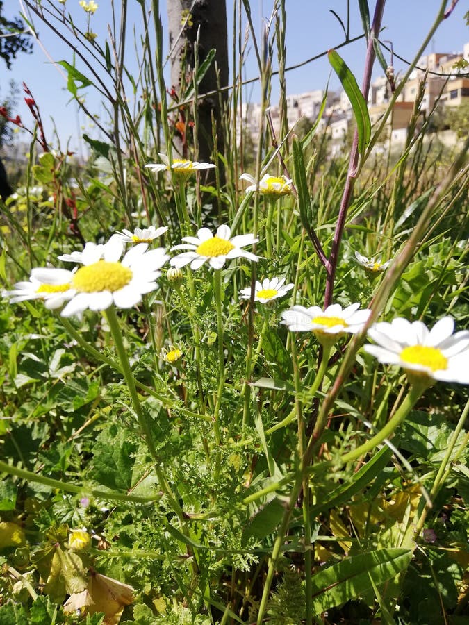 Flower in spring of Amman stock image. Image of nature - 236611773