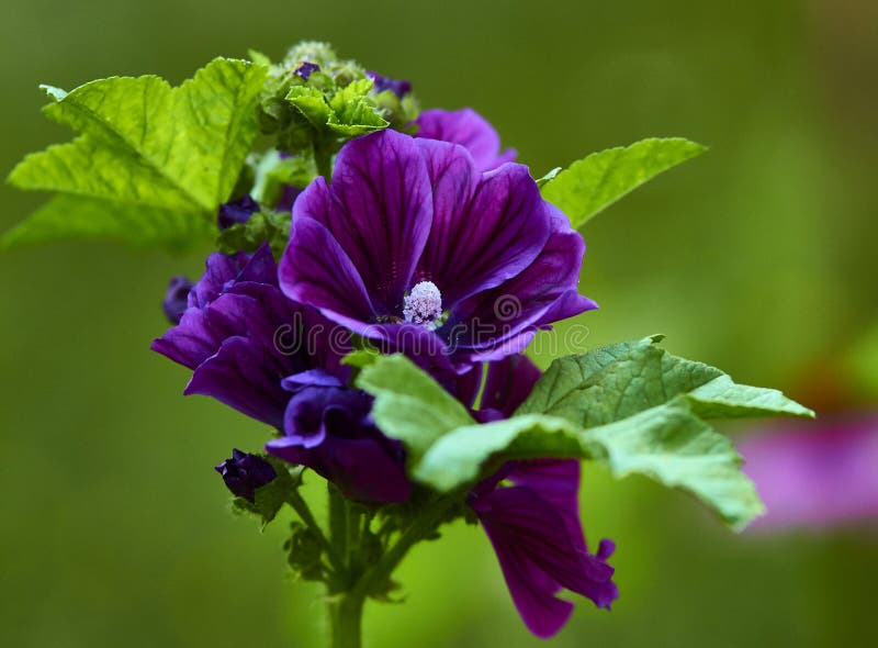 Flower stock image. Image of next, bloom, spring, open - 84805407