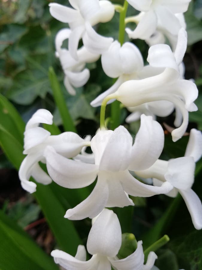 Flower stock image. Image of nice, green, spring, flower - 114551261