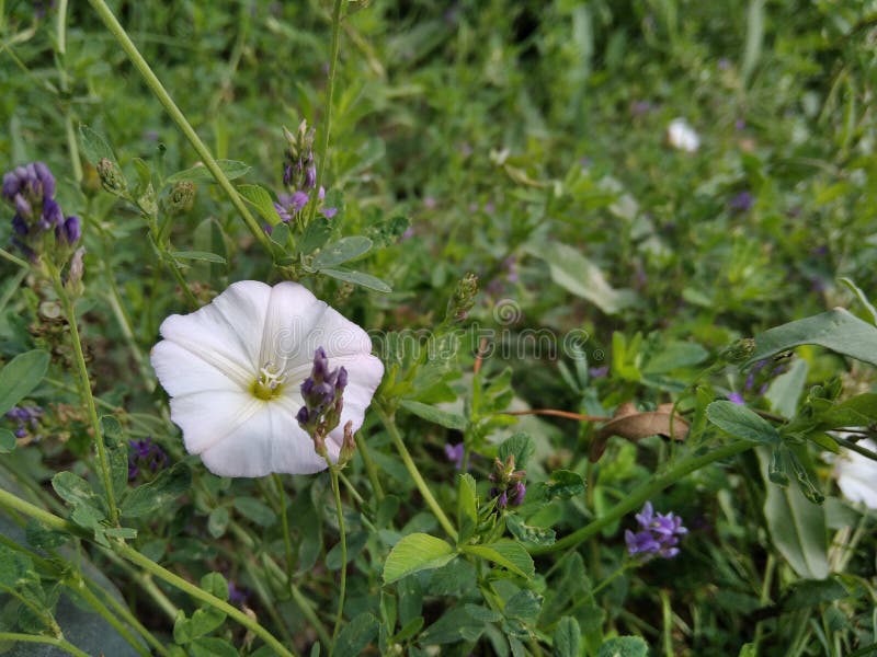 Flower stock photo. Image of meadow, shrub, spring, wildflower - 194747822