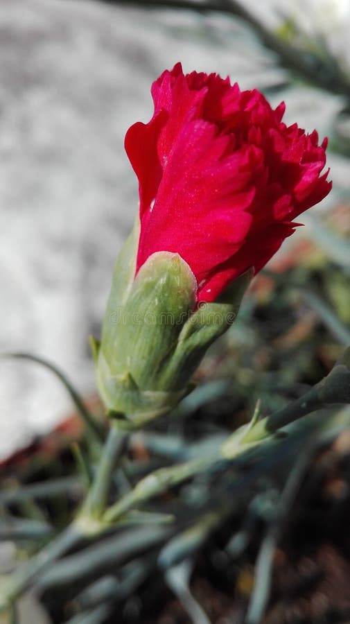 Flower stock photo. Image of garofano, nature, dianthus - 69904522
