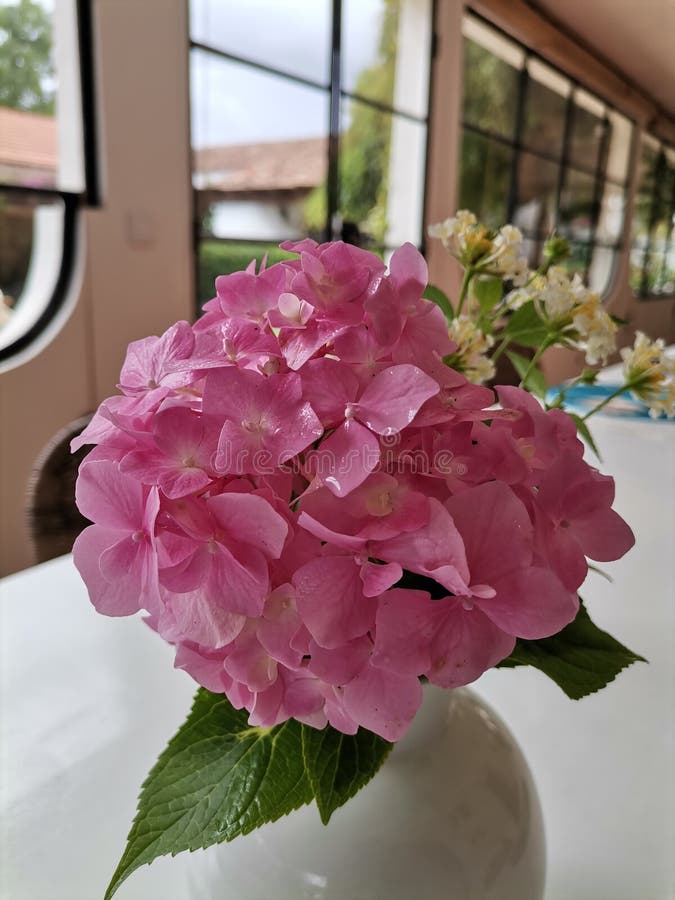 Flower Spring Inside Lunch Table Stock Image - Image of petal, pink ...