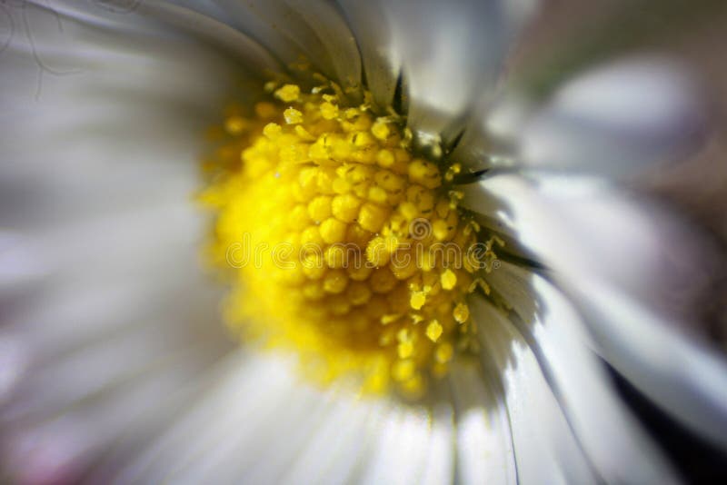 Flower in spring - macro stock image. Image of wildflower - 180031513