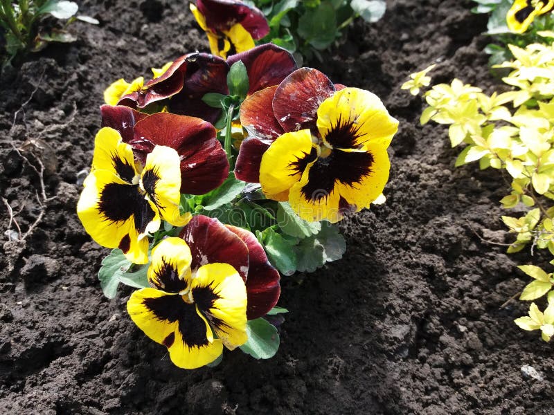 Flower spring natural stock photo. Image of spring, fresh - 91885654