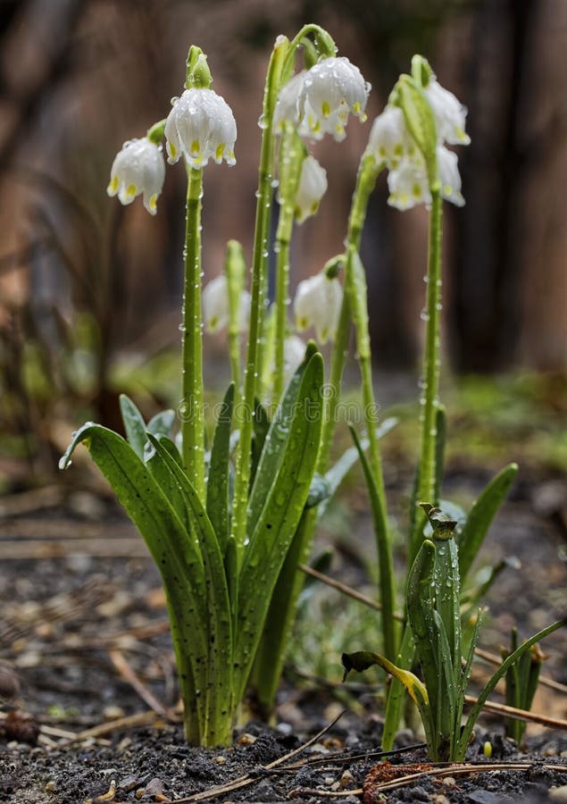The Flower of Spring Snowflake Stock Image - Image of beauty, hungary ...