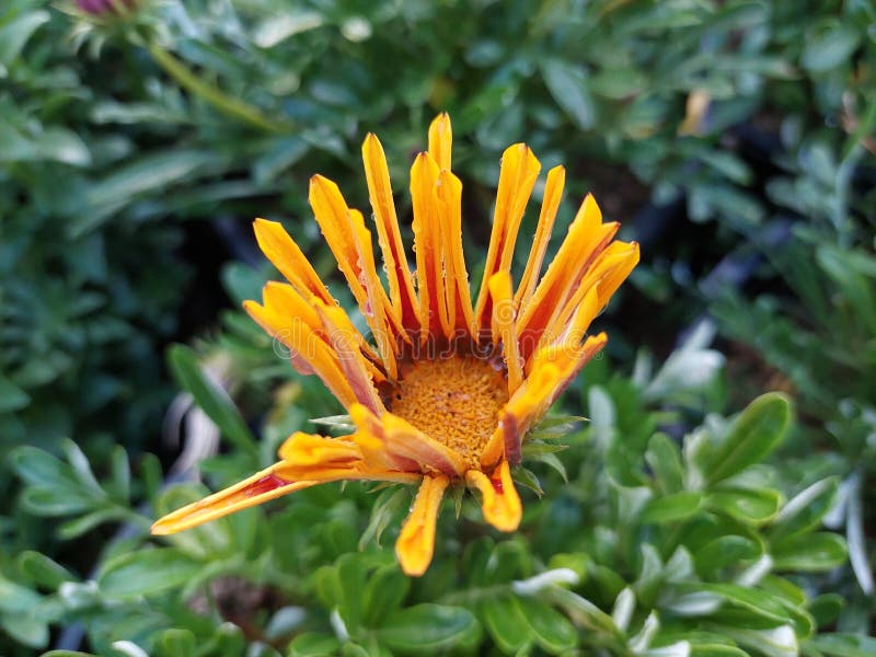 Flower in the Spring Very Beautiful and Attractive Flower Stock Image ...