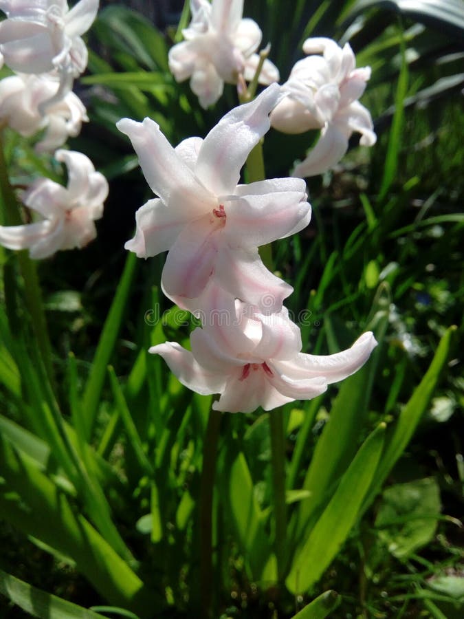 Flower Zumbul Stock Photos - Free & Royalty-Free Stock Photos from ...