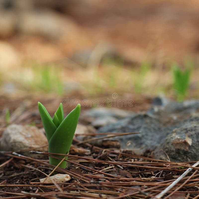 A Beautiful Flower Sprout in a Pine Forest Stock Photo - Image of ...