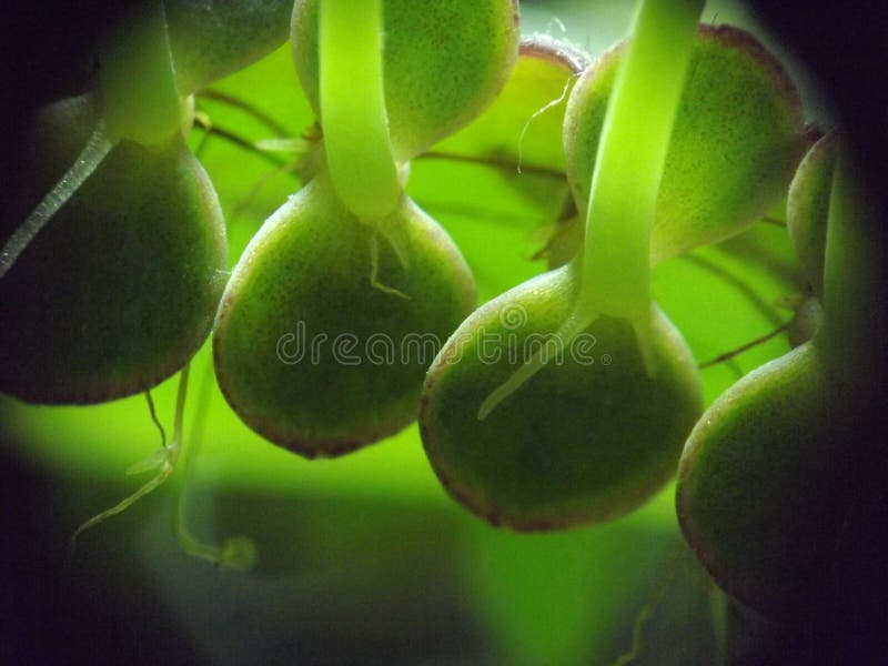 Flower sprout. Macro. stock image. Image of leaf, life - 323669531