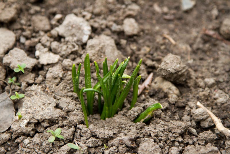 Flower sprout stock image. Image of botany, beautiful - 39797525