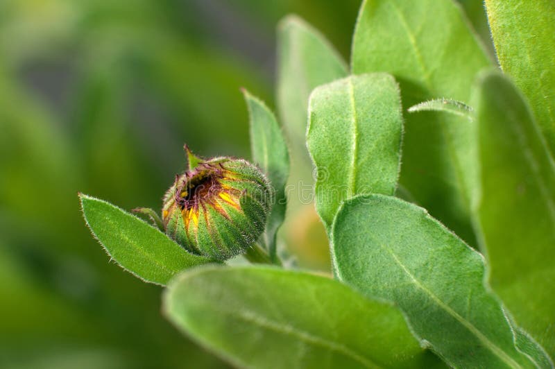 Flower sprouting stock photo. Image of cover, aroma, foliage - 61533682