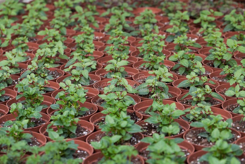 Flower sprouts stock image. Image of industry, dirt, garden - 38533457